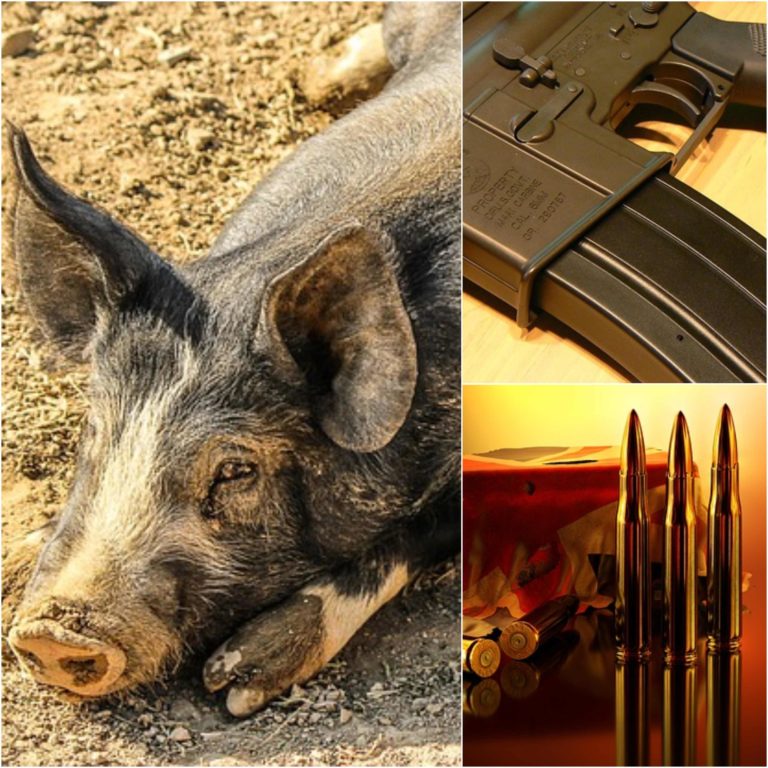 Hog Hunting With AR-15 | .223 | Thermal: 59 VIDEOS (Must Watch)
