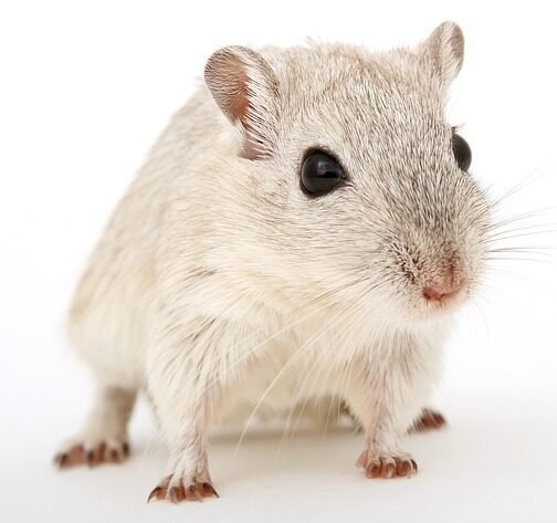 Pest Control Inspection with Thermal Camera: 8 Video Case Studies